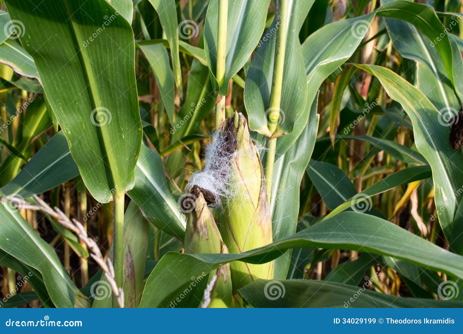 Unknown fur on corn stock image. Image of corn, leafs - 34029199