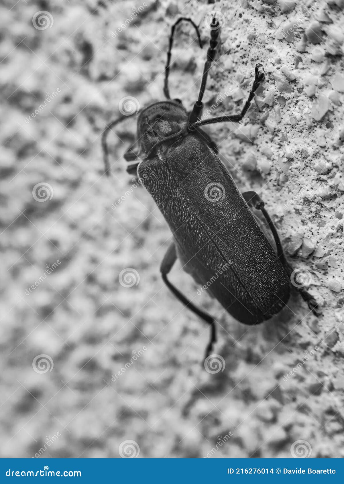 An Unknown Insect Over the Wall of My House Stock Photo - Image of ...