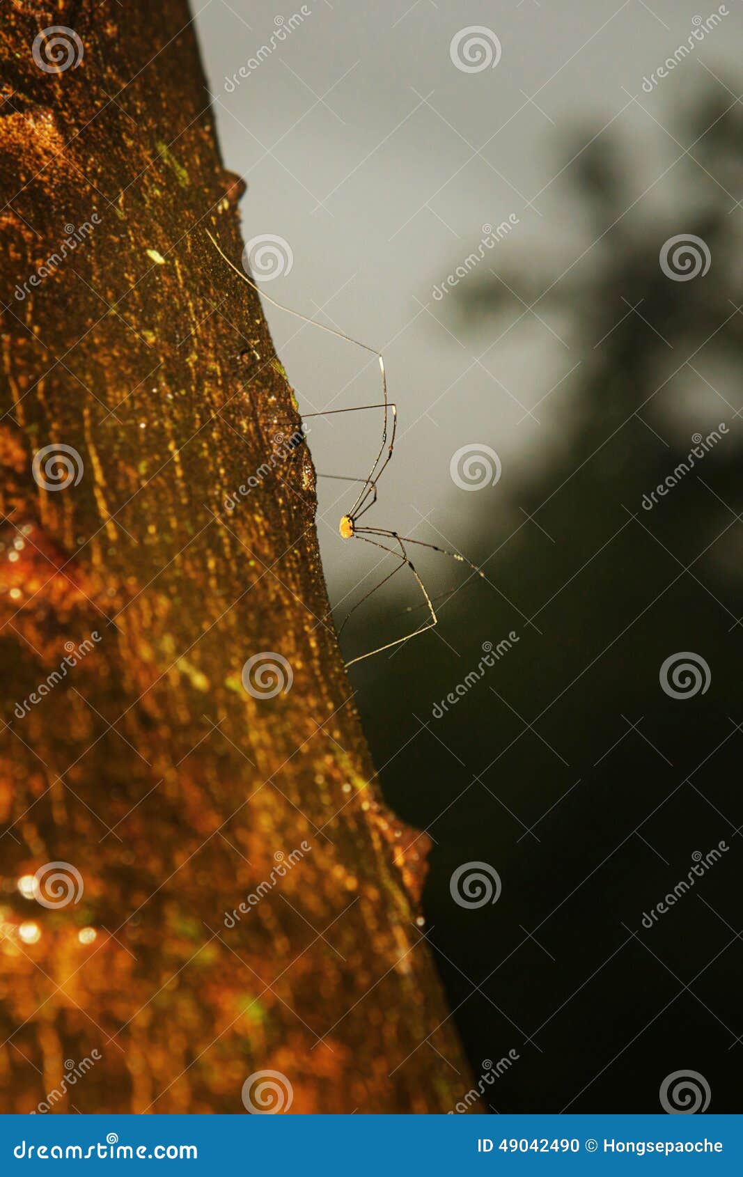 Unknown insects stock photo. Image of gardening, insect - 49042490