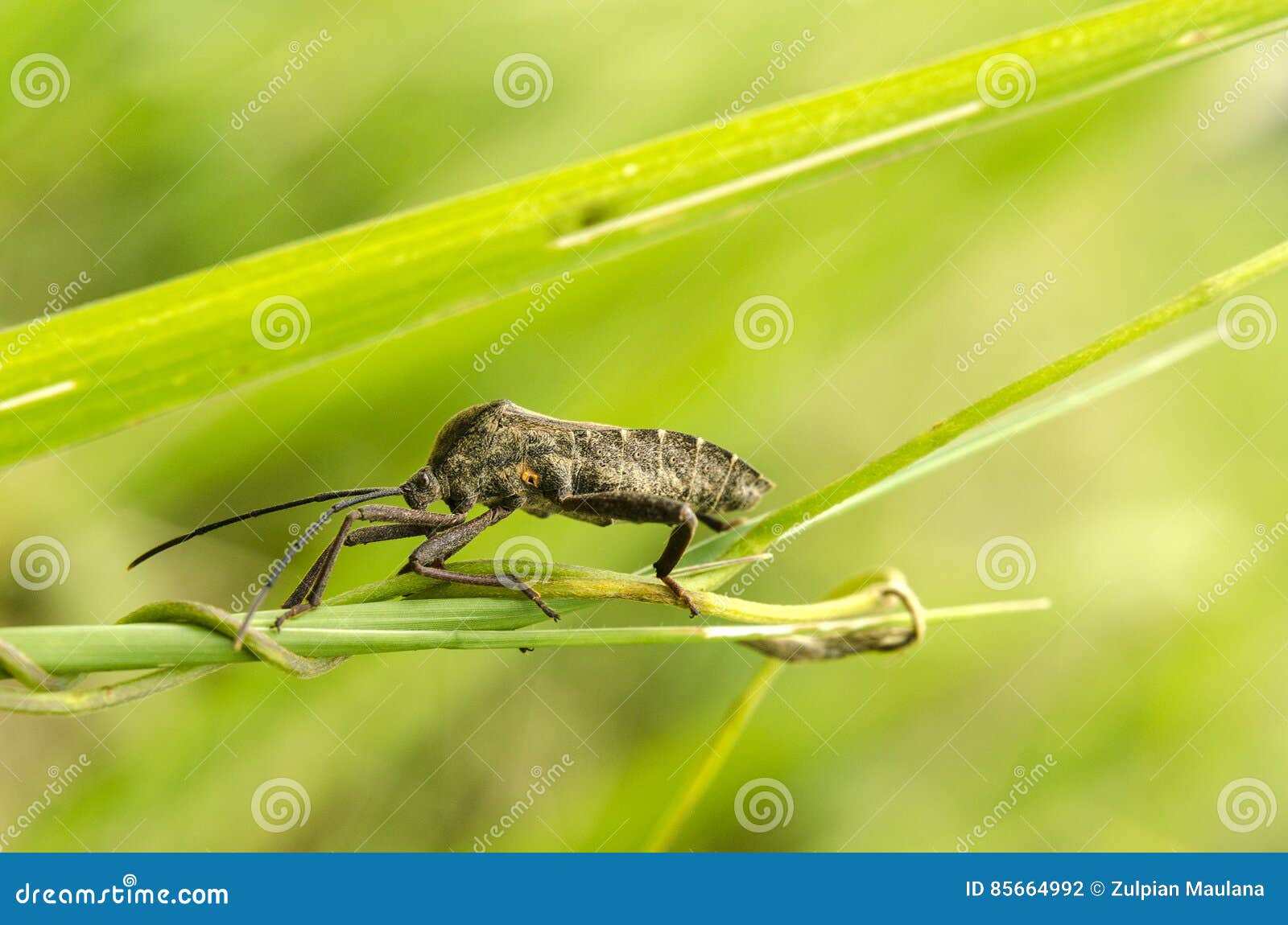 Unknown insects stock photo. Image of midday, west, pest - 85664992