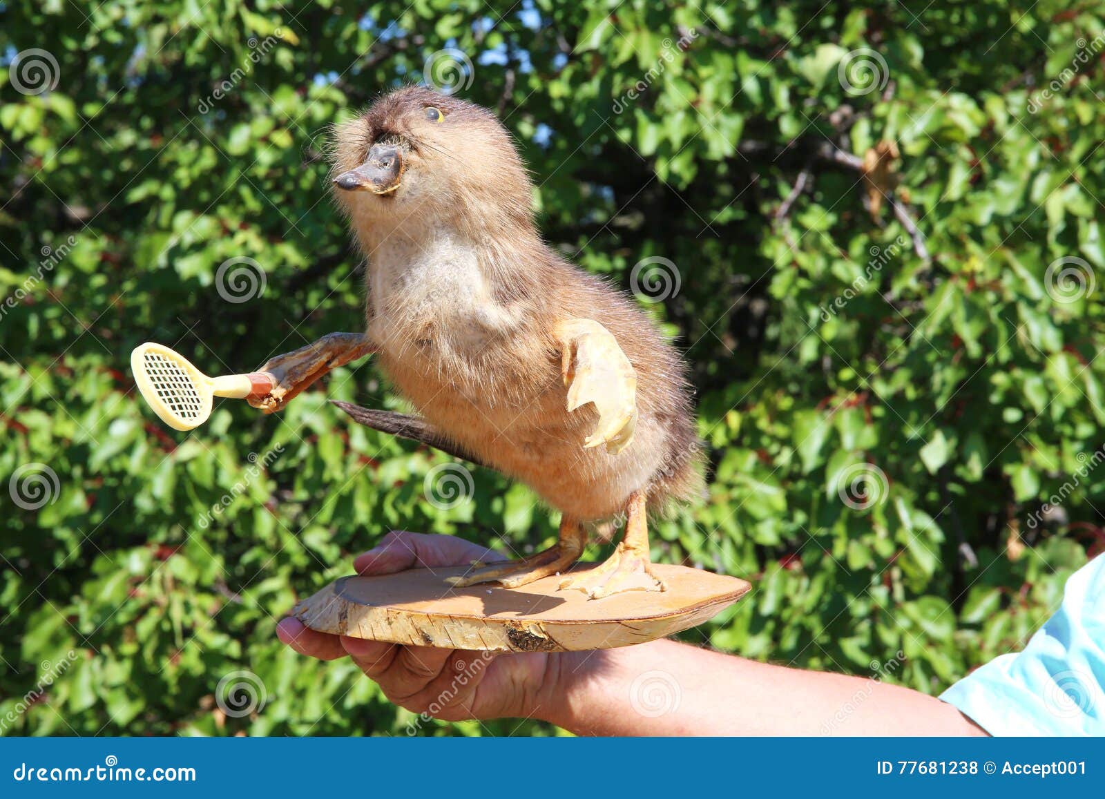 Unknown Man Holds a Monkey Duck Stock Photo - Image of eyes, hand: 77681238