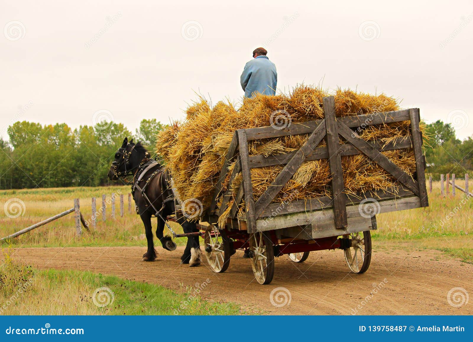 An Unknown Man on a Wagon of Hay Being Pulled by a Horse Editorial ...