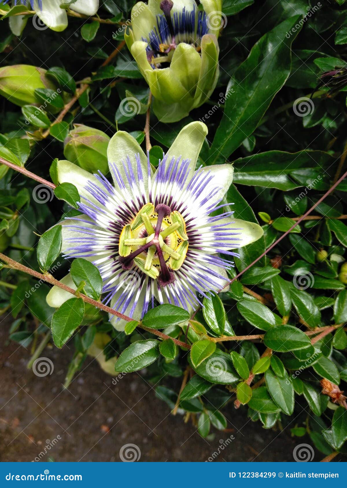 Bullseye stock image. Image of purple, white, flower - 122384299