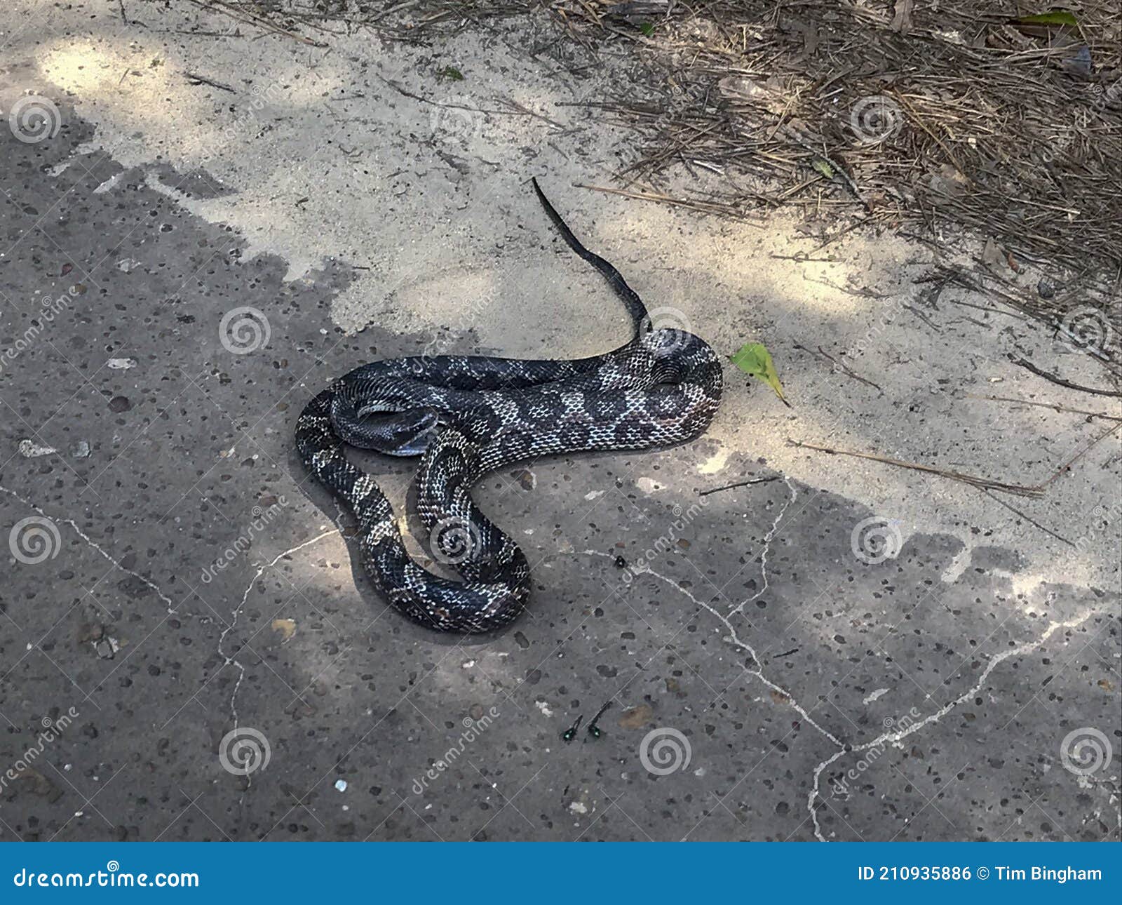 Unknown snake on road side stock photo. Image of side - 210935886