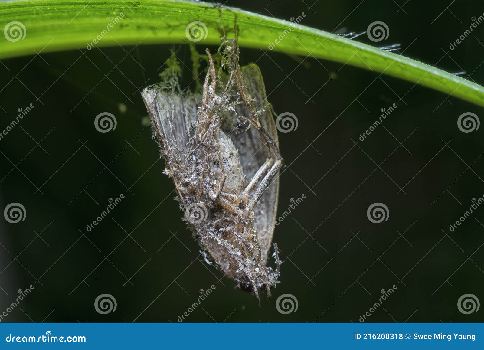 Unknown Species Moth Dead Hanging by the Blade of Grass. Stock Photo ...