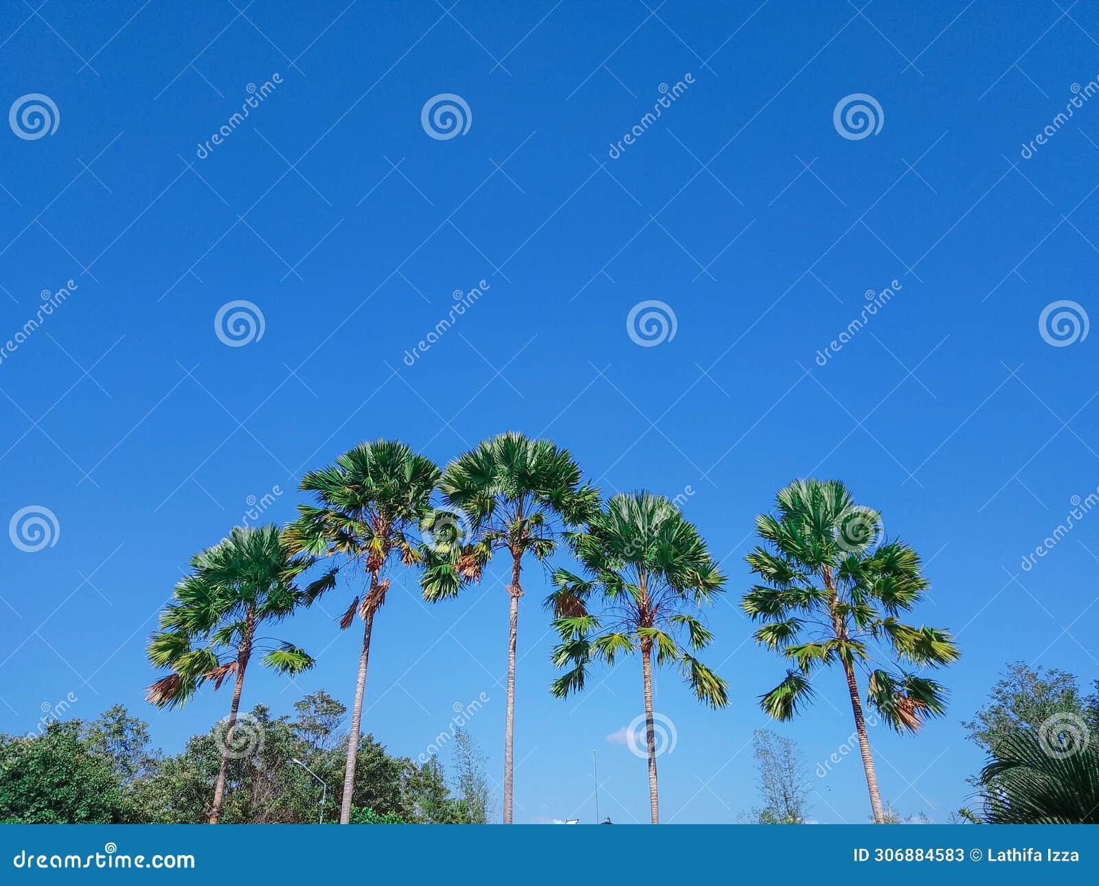 Unknown Tree Against Bright Blue Sky Background Stock Image - Image of ...