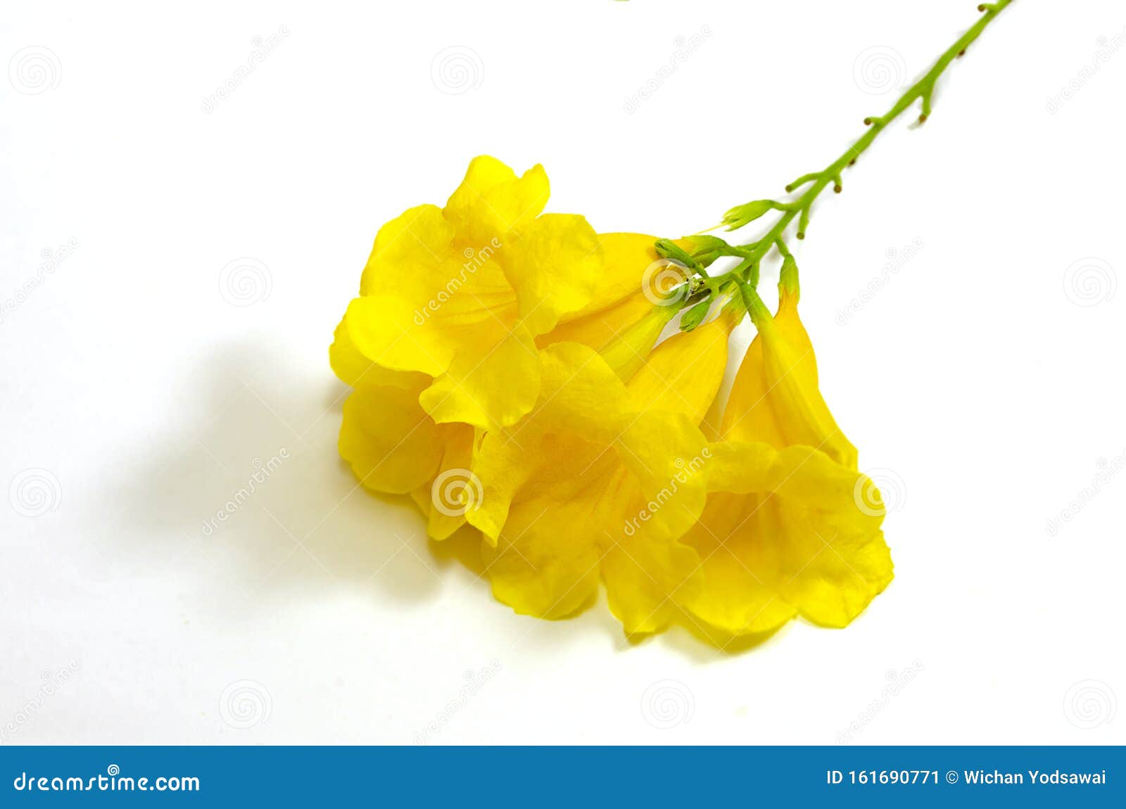 Unknown Type Yellow Flowers Bouquet with Leaves Isolated on White ...