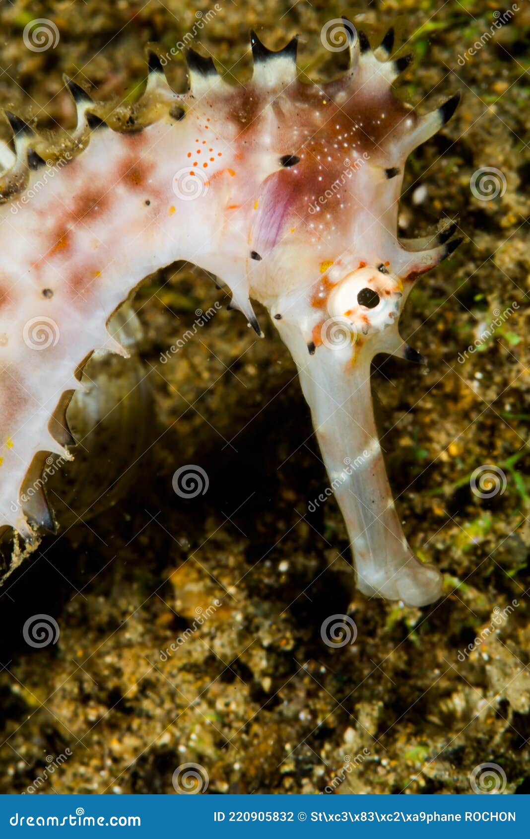 Seahorse Riding In Children Playground Stock Photography ...