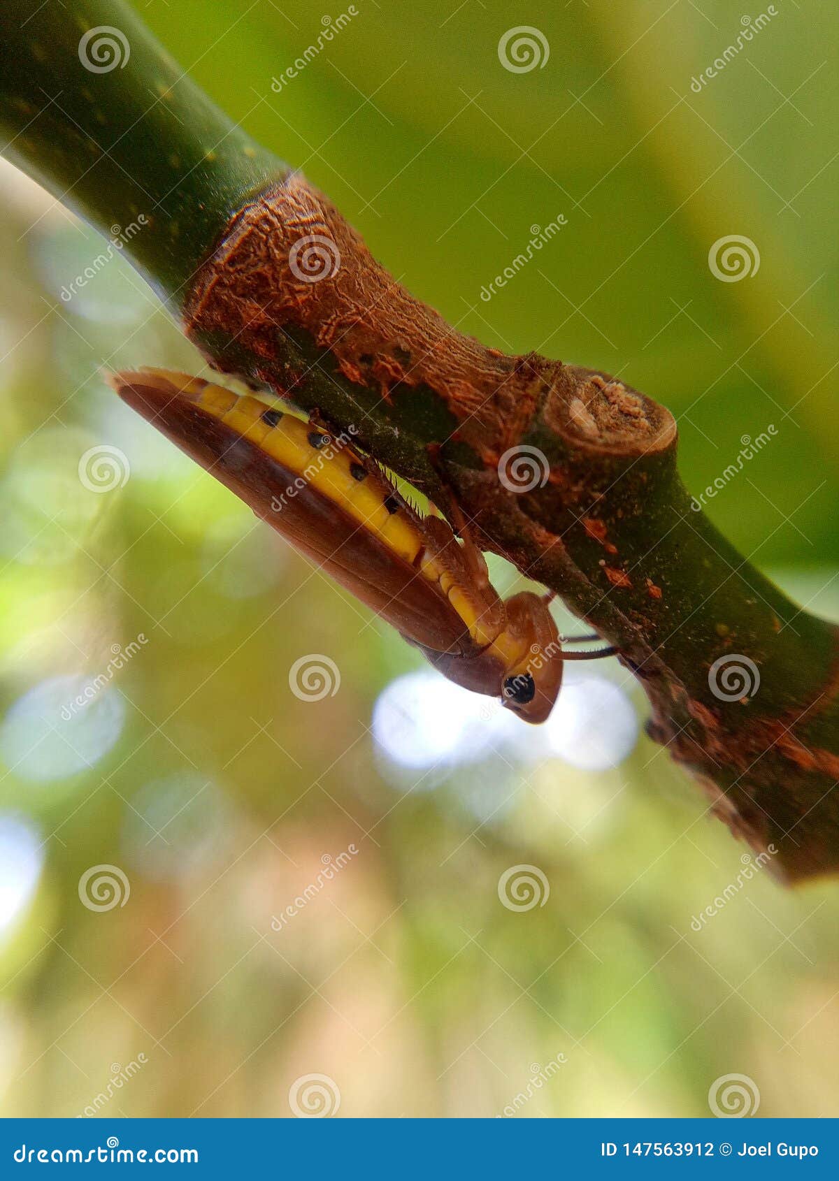 Unkown bug on a branch stock photo. Image of unkown - 147563912