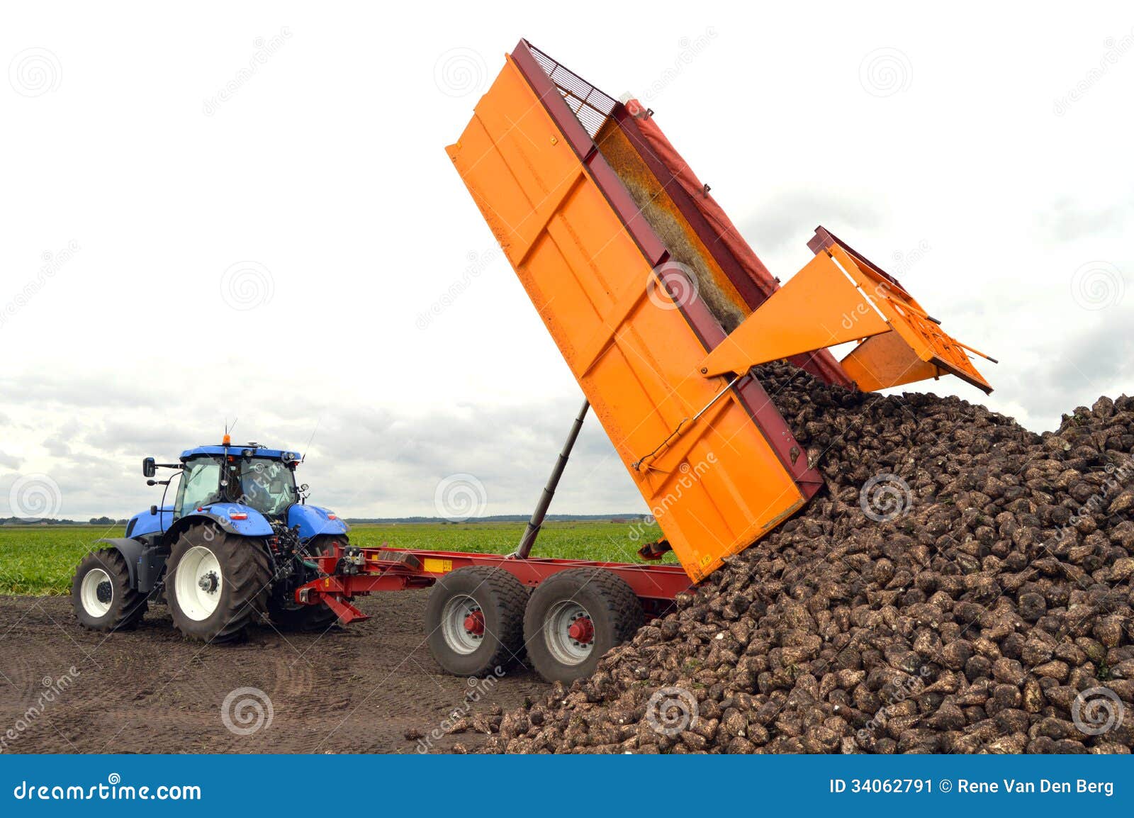 Unload beets stock image. Image of autumn, land, beet - 34062791