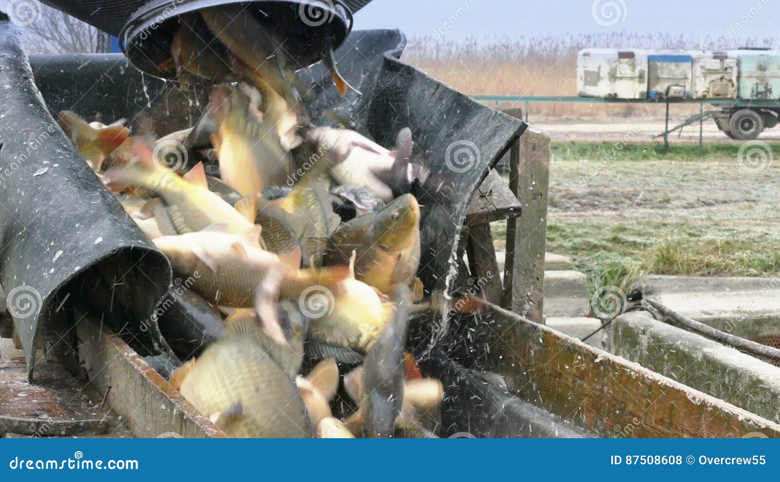Unloading Caught Fish in the Fish Farm Stock Footage - Video of healthy ...