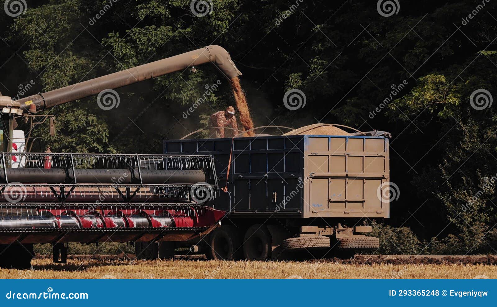 Unloading the Combine Harvester. Harvest Season, Work in the Field ...