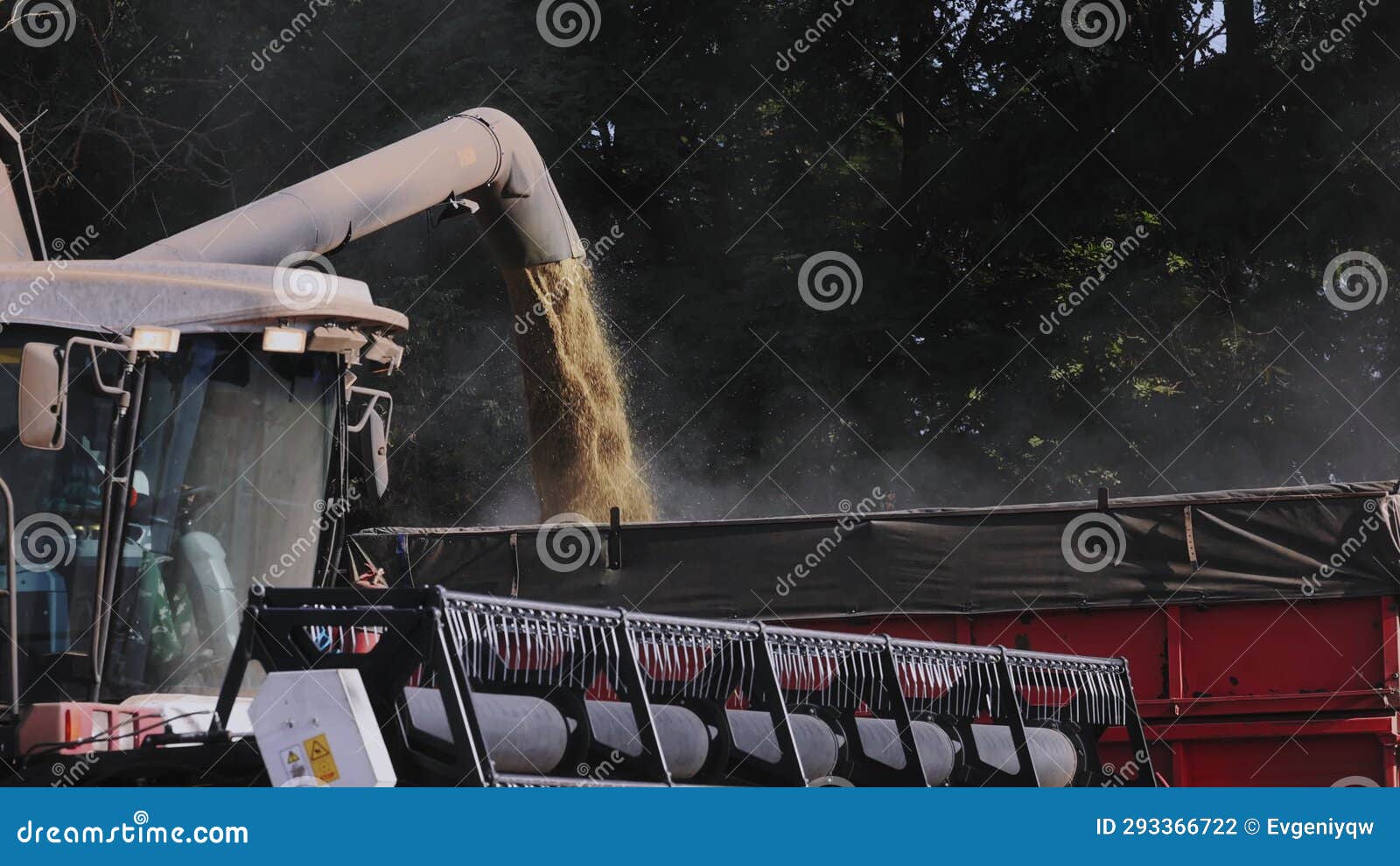 Unloading the Combine Harvester. Harvest Season, Work in the Field ...