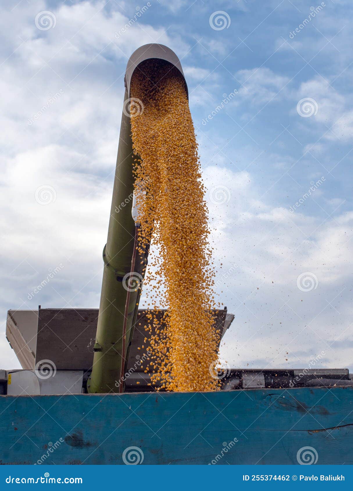 Unloading Corn Grain from the Combine into a Trailer Stock Photo ...