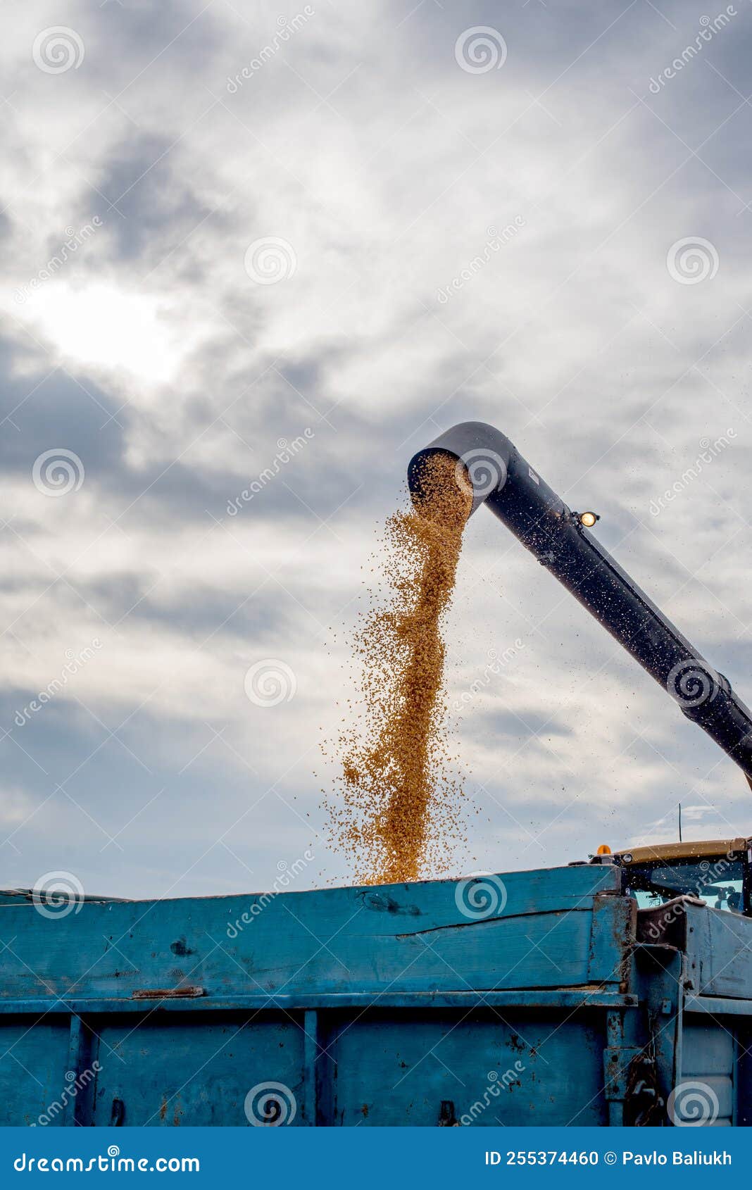Unloading Corn Grain from the Combine into a Trailer after Harvesting ...