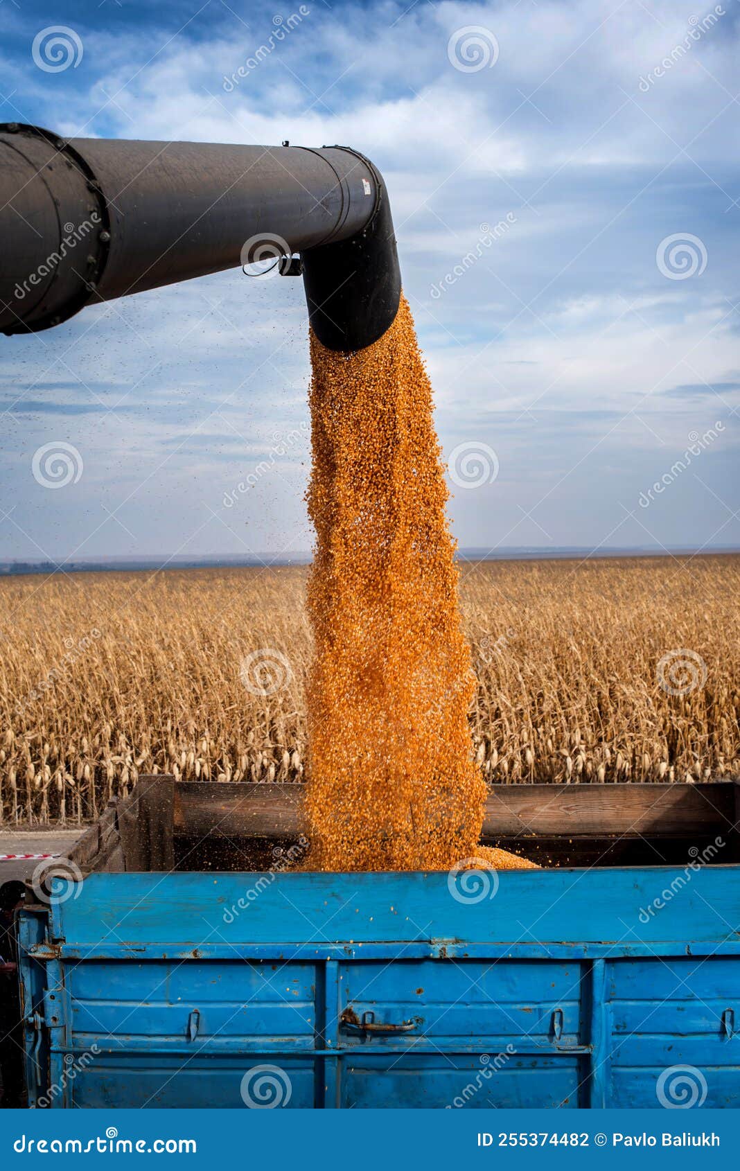 Unloading Corn Grain From The Tractor Scoop Loader Bucket. Stock Photo ...