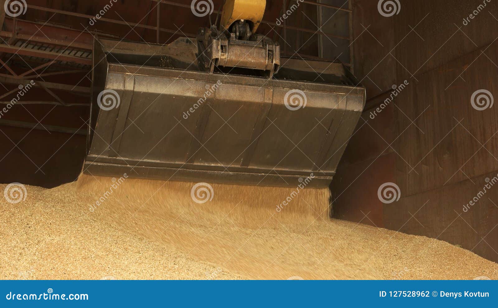 Unloading Corn Grain from the Tractor Scoop Loader Bucket. Stock Photo ...