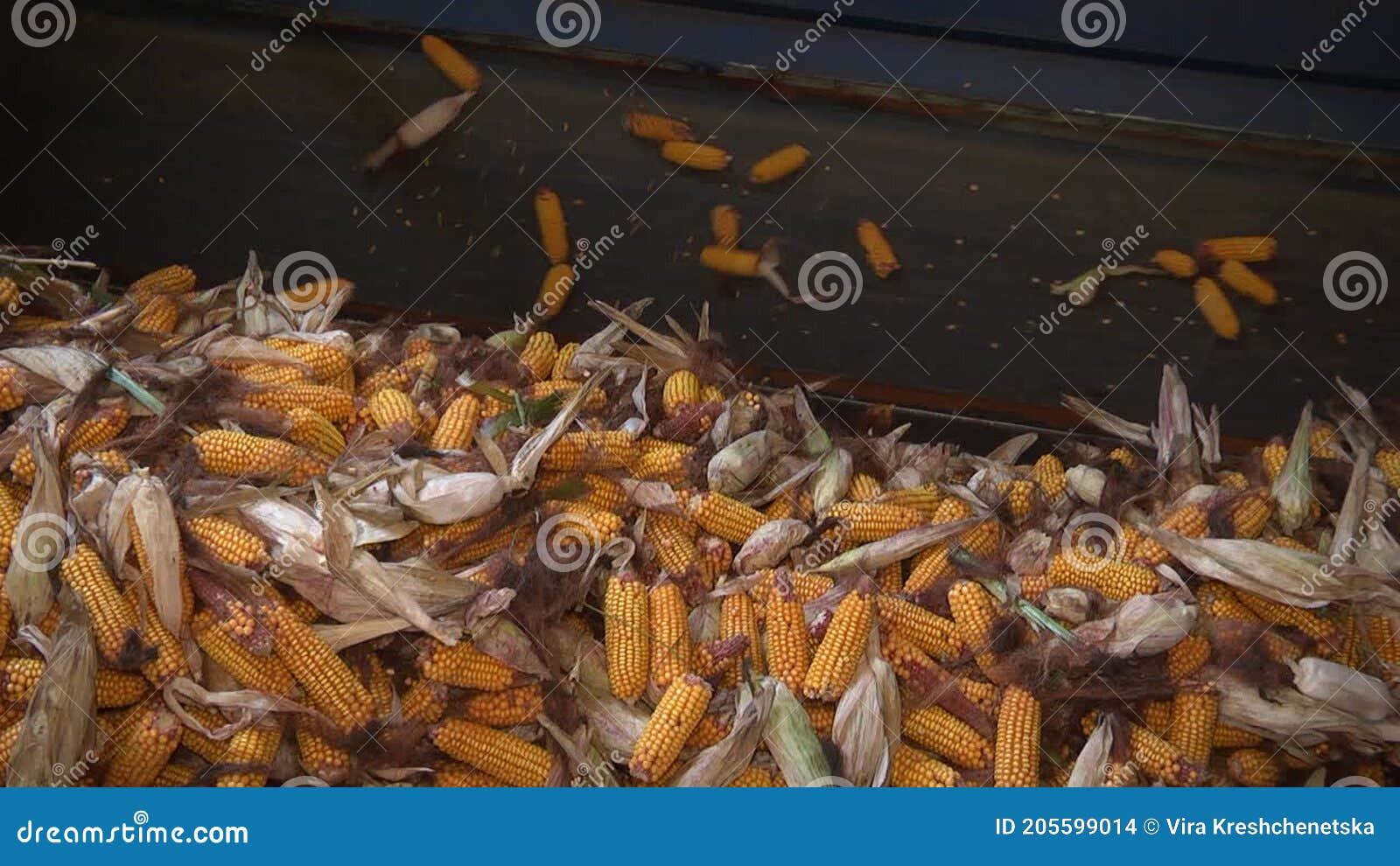 Unloading Corn from the Machine at the Elevator Stock Footage - Video ...