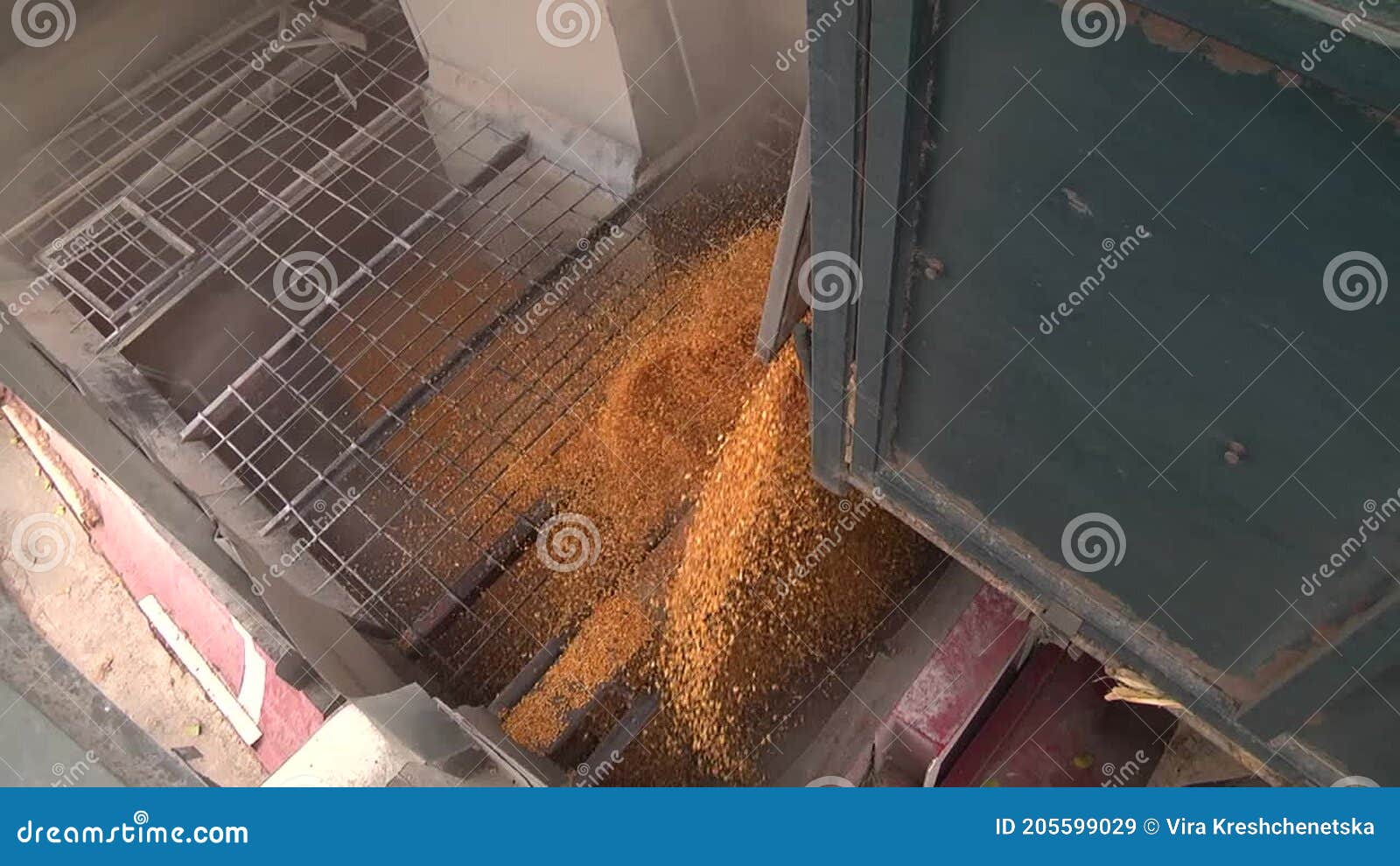 Unloading Corn from the Machine at the Elevator Stock Video - Video of ...