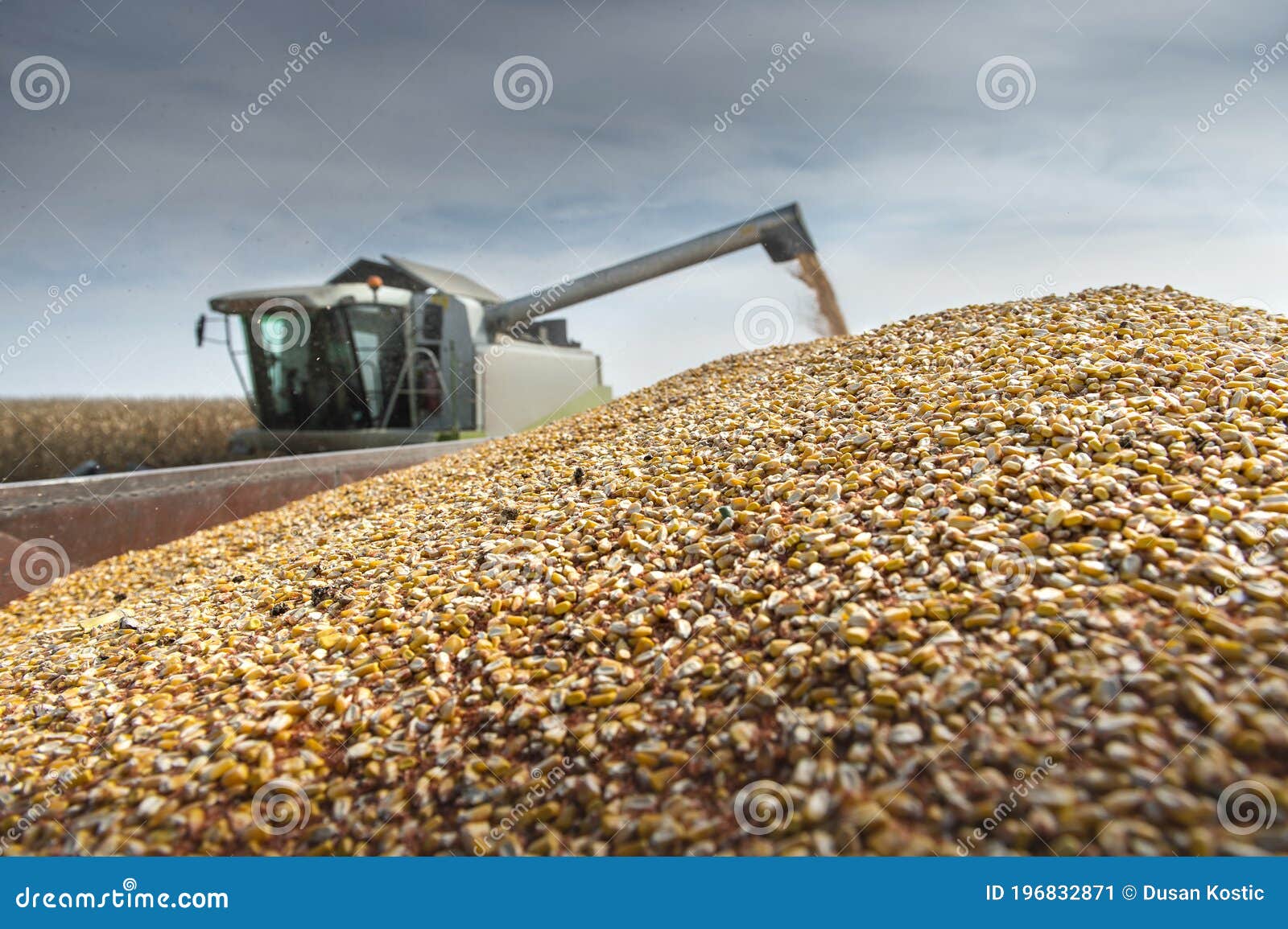 Unloading corn maize seeds stock image. Image of harvester - 196832871