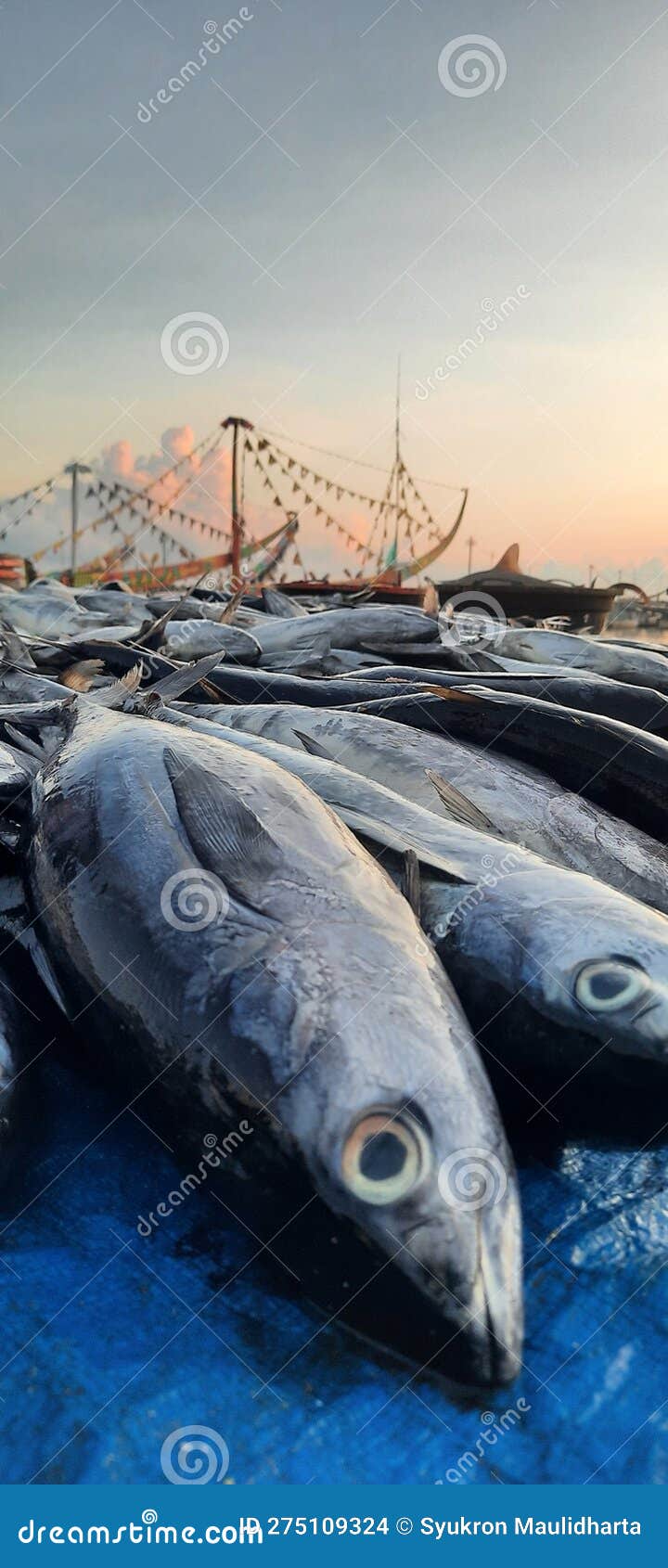 Unloading Fish Catches in the Morning, Still Looks Fresh Shiny, the ...