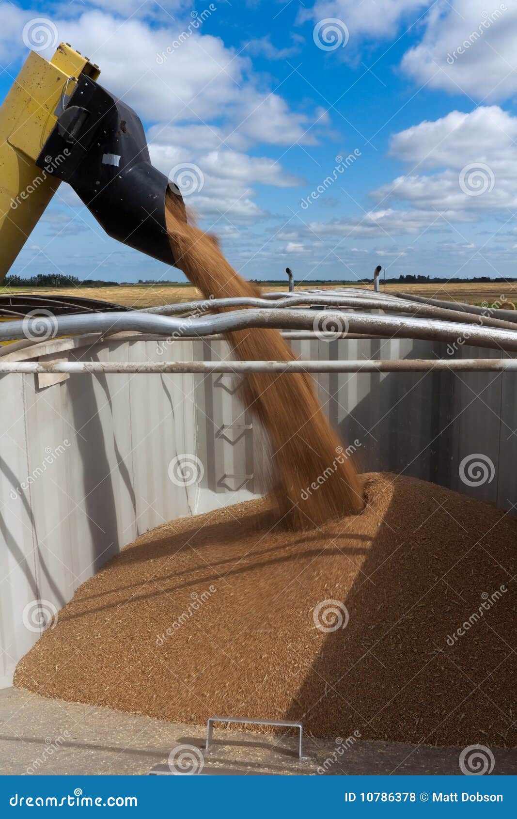Unloading Grain stock photo. Image of farming, afternoon - 10786378