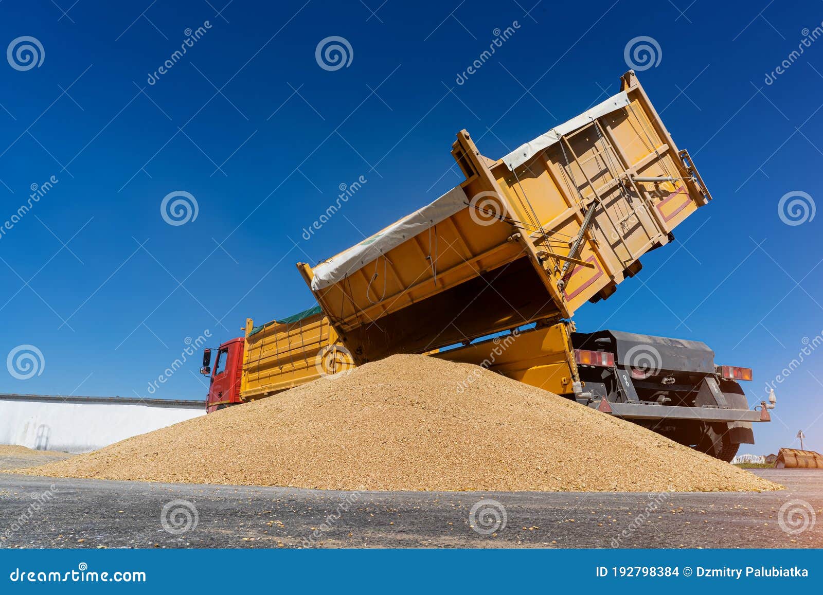 Unloading Grain from a Truck Brought from the Field for Drying Stock ...