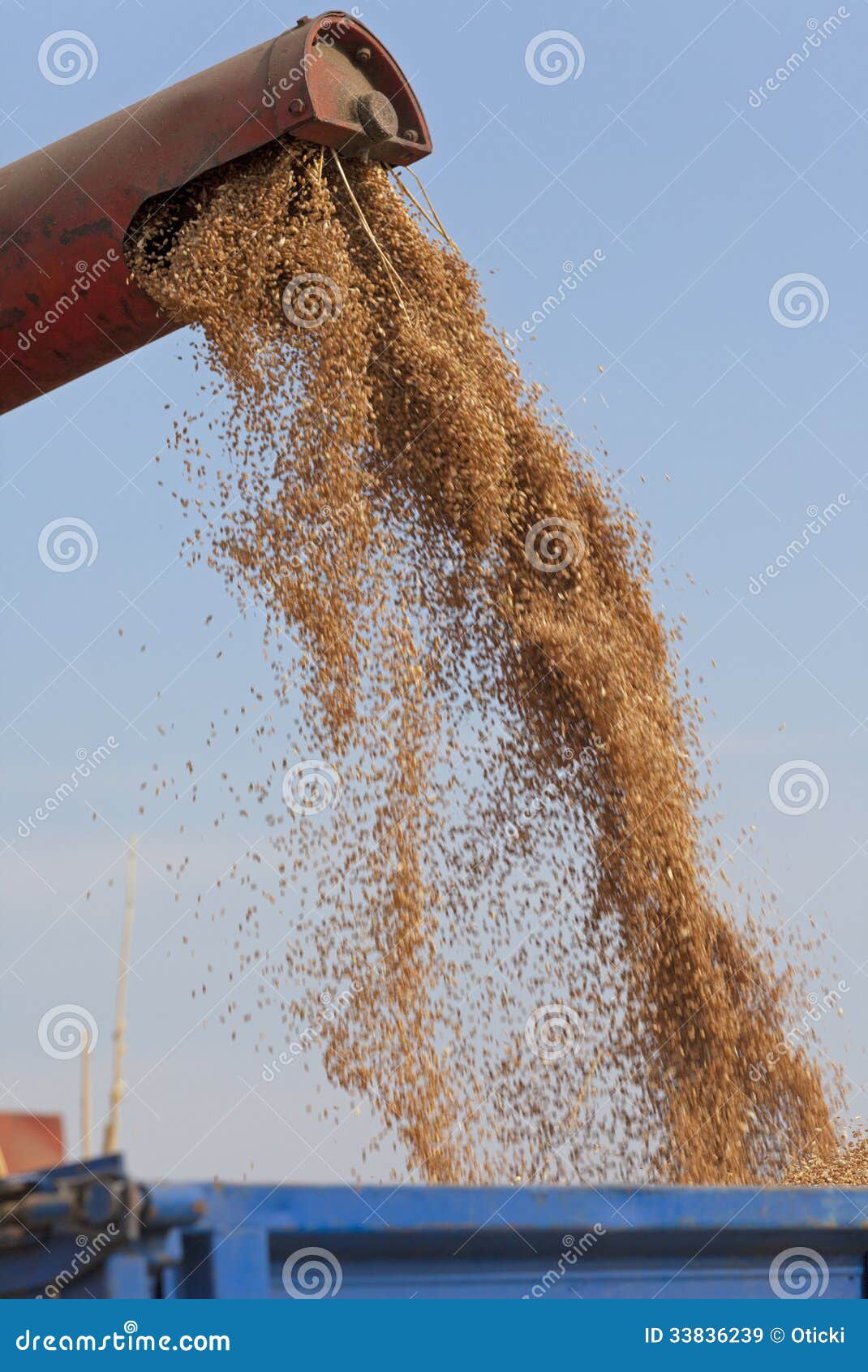 Unloading Wheat stock image. Image of industry, scene - 33836239