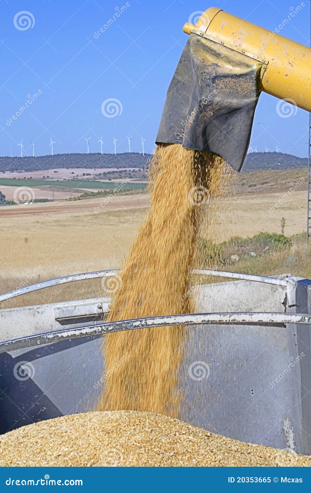 Unloading wheat in a truck stock image. Image of grain - 20353665