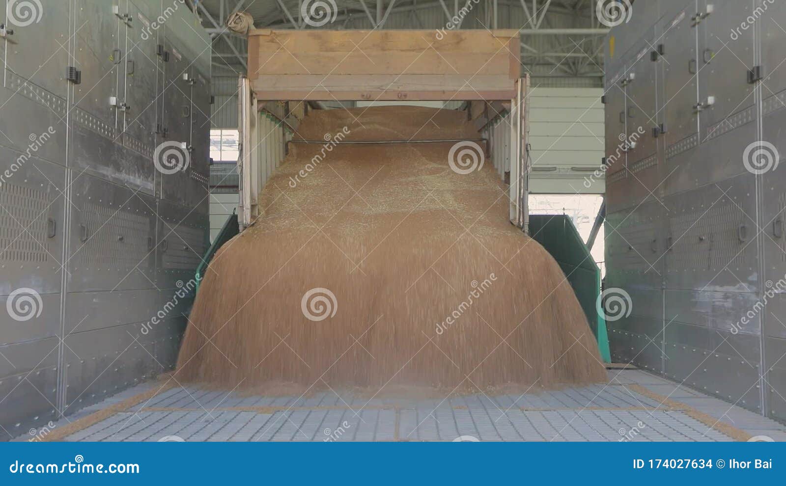Unloading Wheat from a Truck To a Silo, Loading Wheat into an Elevator ...