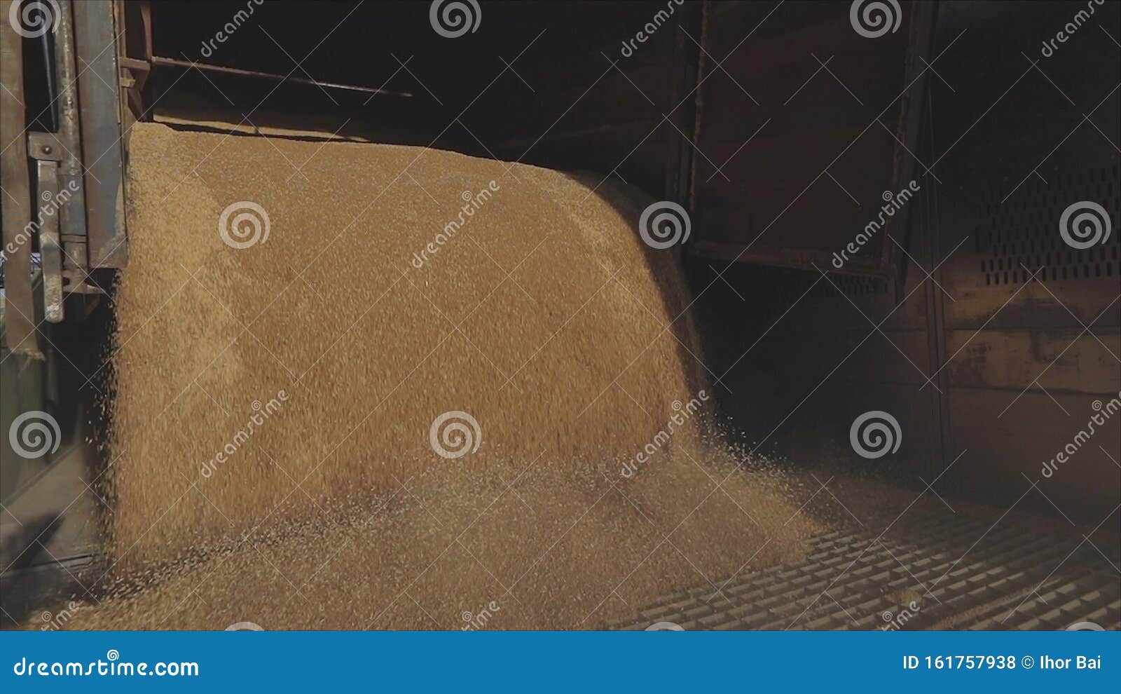 Unloading Wheat in a Warehouse with a Car. Unloading Wheat from a Truck ...