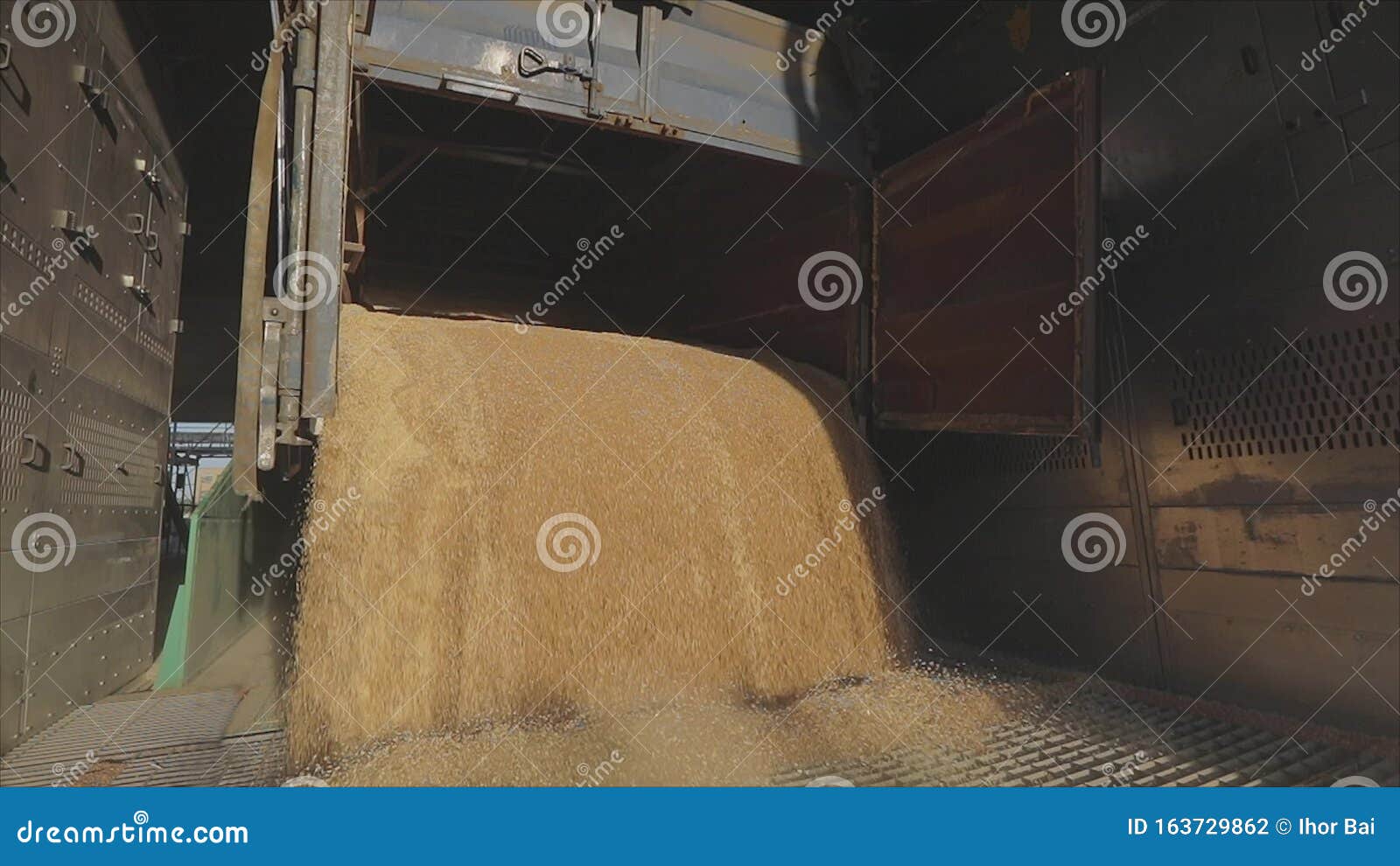 Unloading Wheat in a Warehouse with a Car. Unloading Wheat from a Truck ...