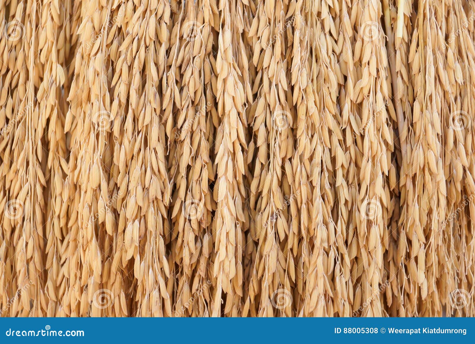 Unmilled Rice Grains Royalty-Free Stock Image | CartoonDealer.com #37613980