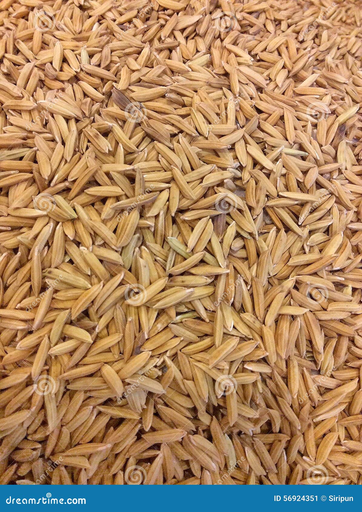 Unmilled Rice Grains Royalty-Free Stock Image | CartoonDealer.com #37613980