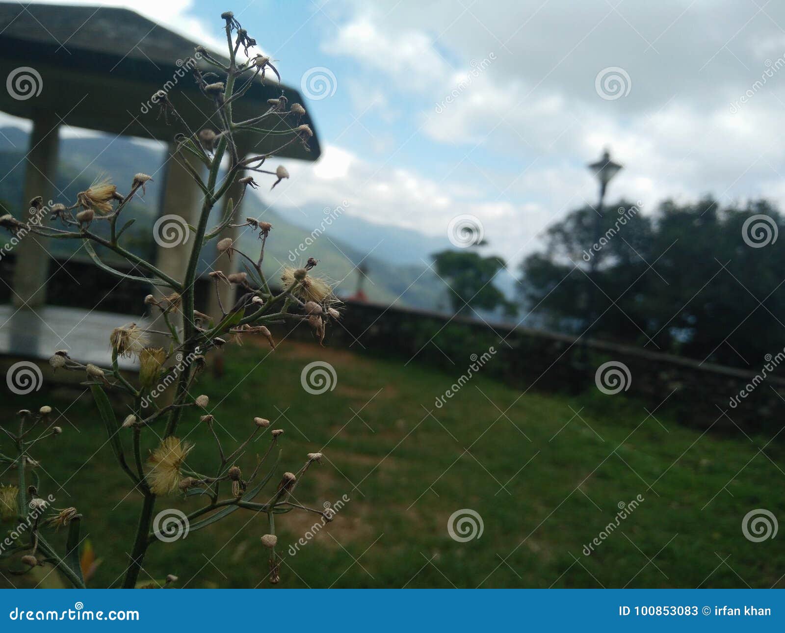 Unnoticed Beauties Stock Photos - Free & Royalty-Free Stock Photos from ...