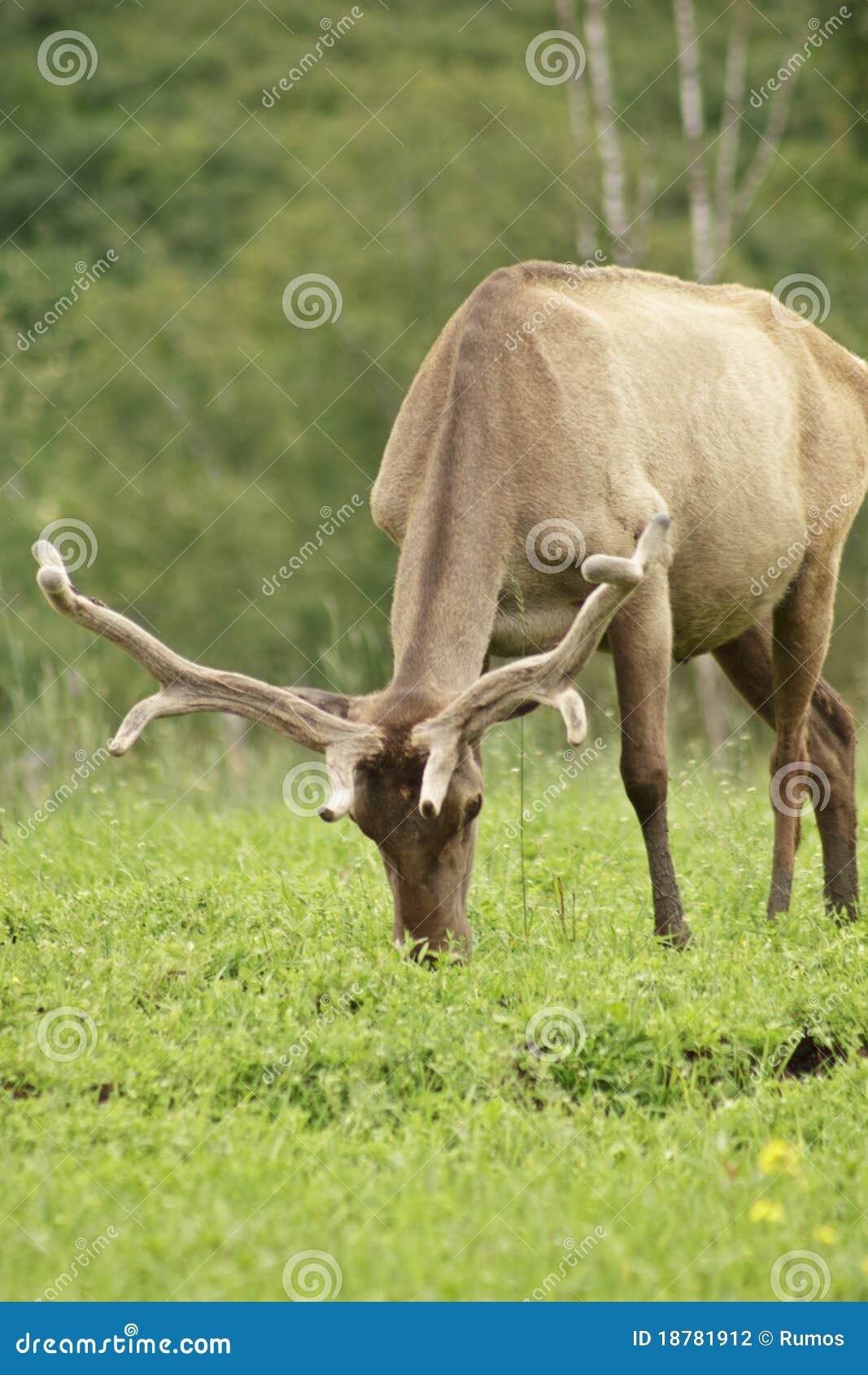 Uno Maral Se Pasta En Pasto. Foto de archivo - Imagen de bosque, campo ...
