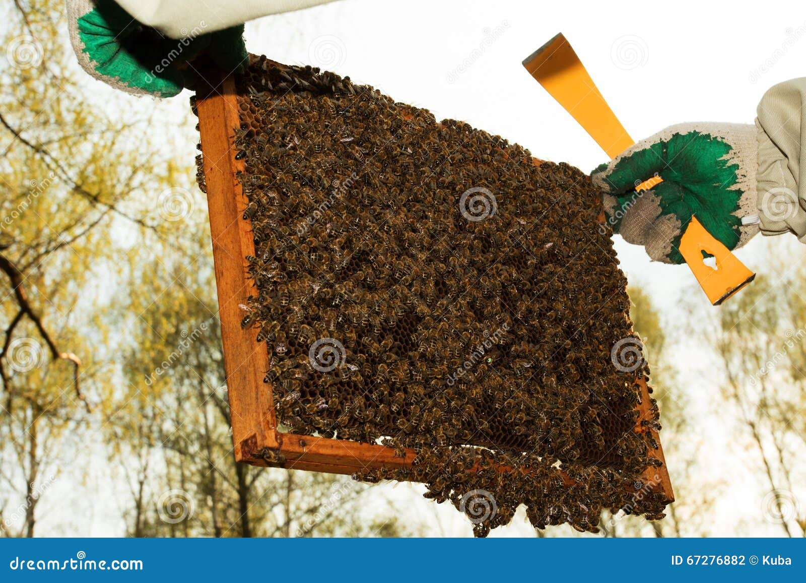 Uno Sciame Delle Api Sulla Struttura Del Favo Fotografia Stock ...