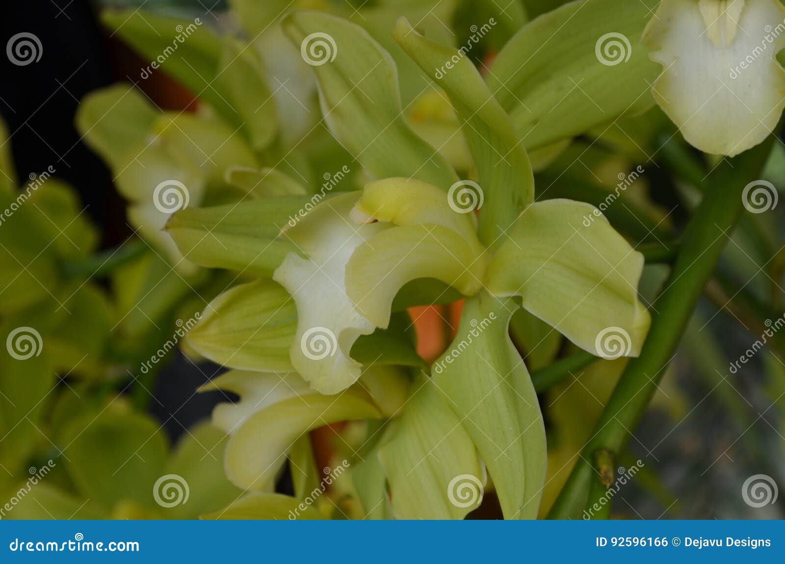 Uno Sguardo Da Vicino Ad Un'orchidea Verde Fotografia Stock - Immagine ...