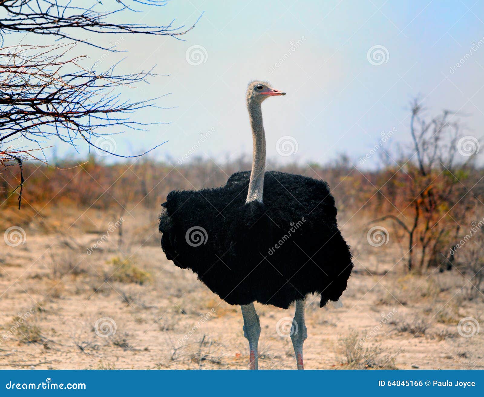 Uno Struzzo Nero Maschio Solo in Etosha Fotografia Stock - Immagine di ...