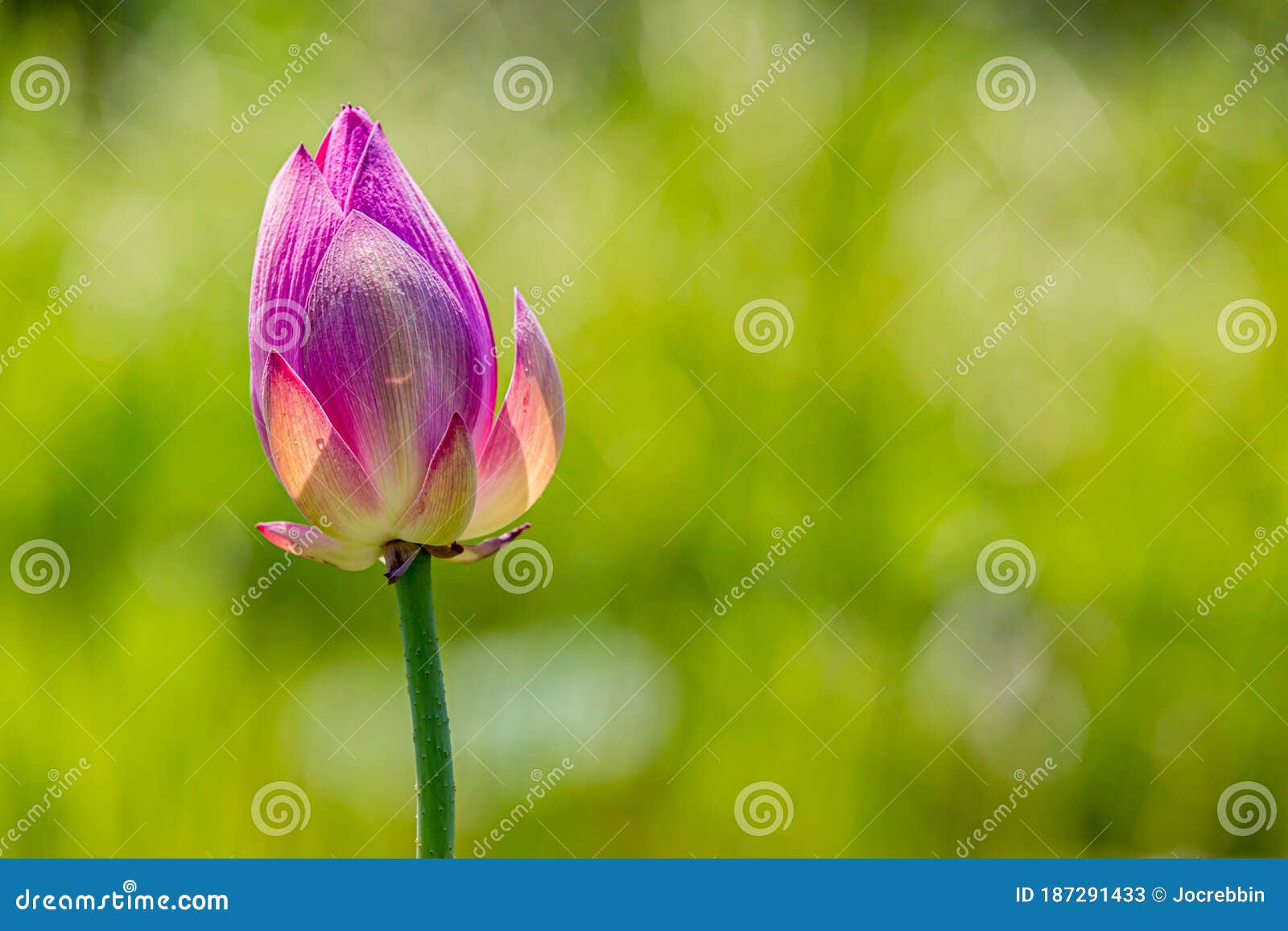 Unopened Bud of a Pink Lotus Blossom Stock Image - Image of white ...