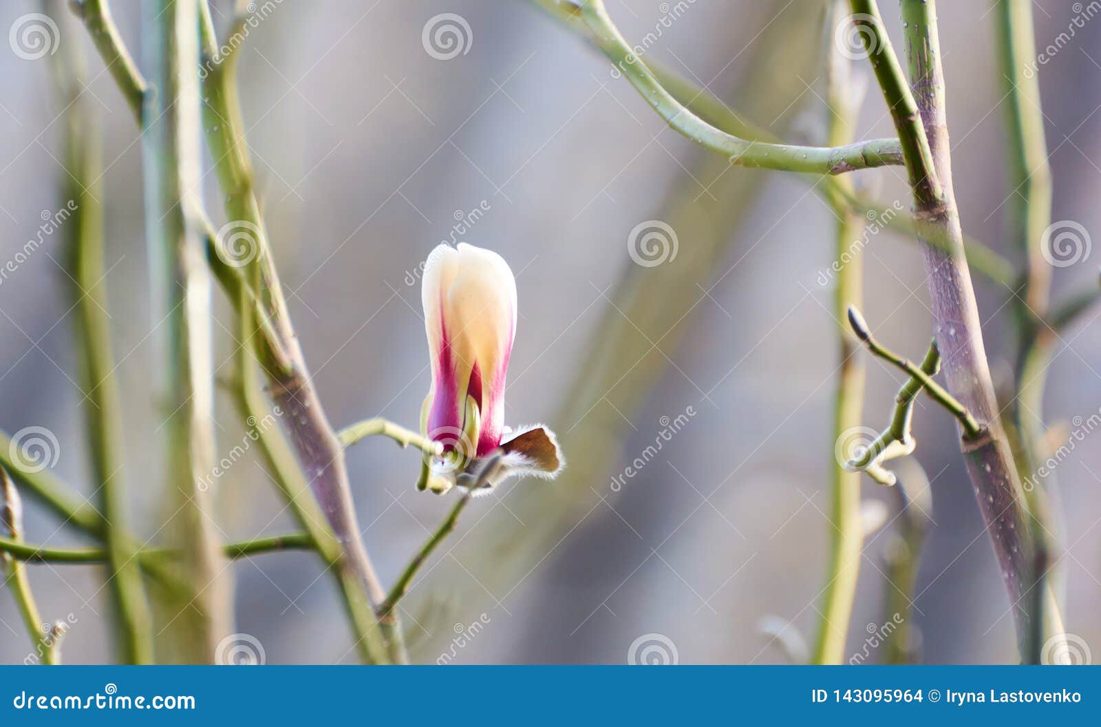 Unopened Buds of Magnolia Flowers on the Branches. in the Springtime ...