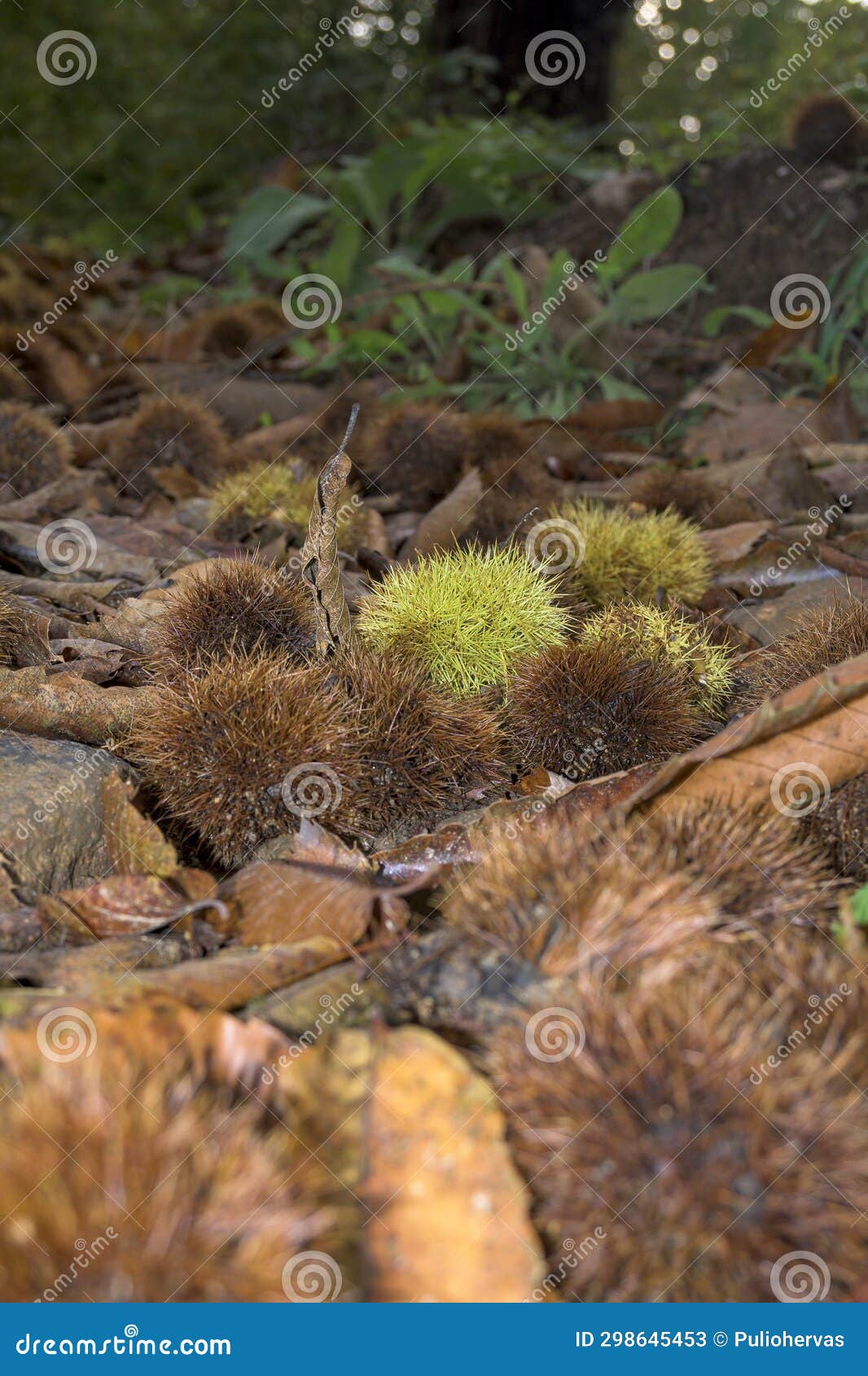 Unopened Chestnut Hedgehogs on the Ground Green and Ripe Chestnut ...