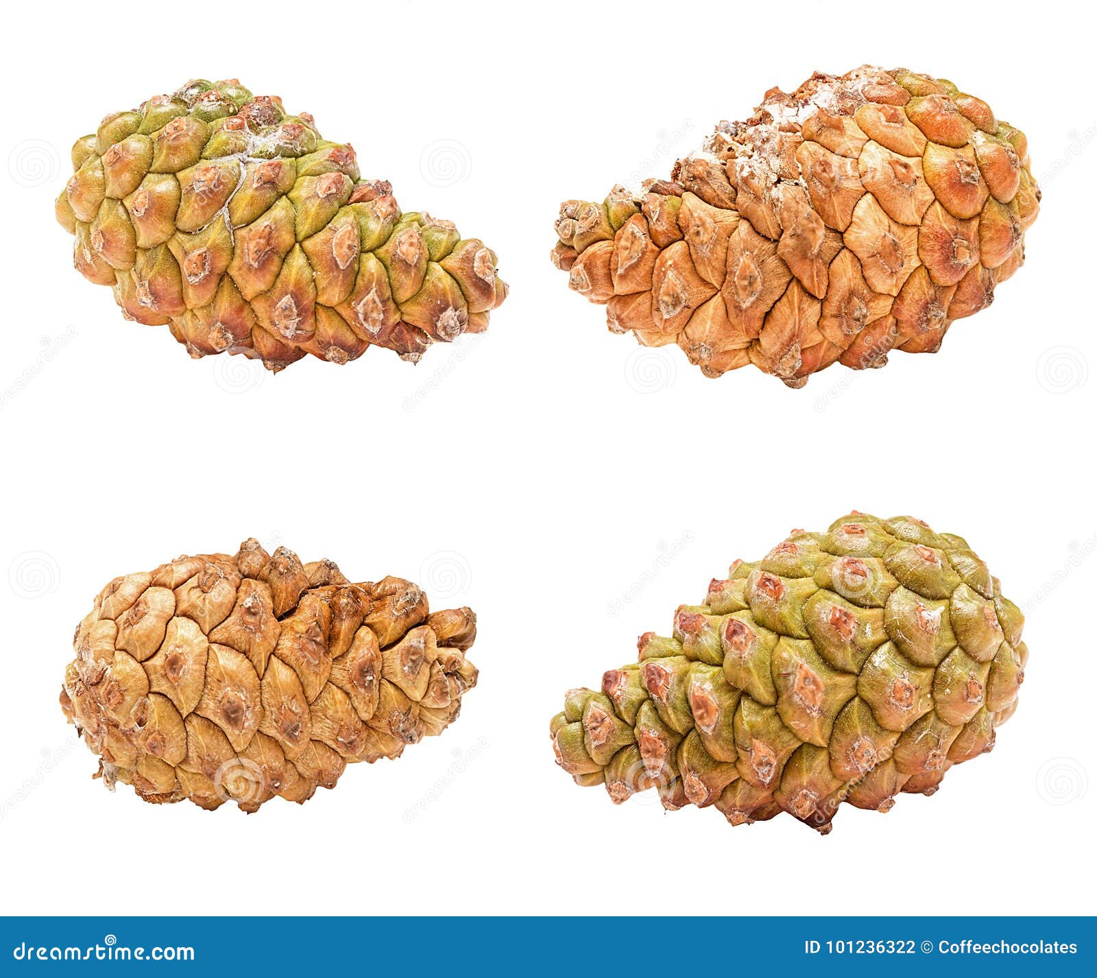 Unopened Cones of Pine Tree Stock Photo - Image of object, decorate ...