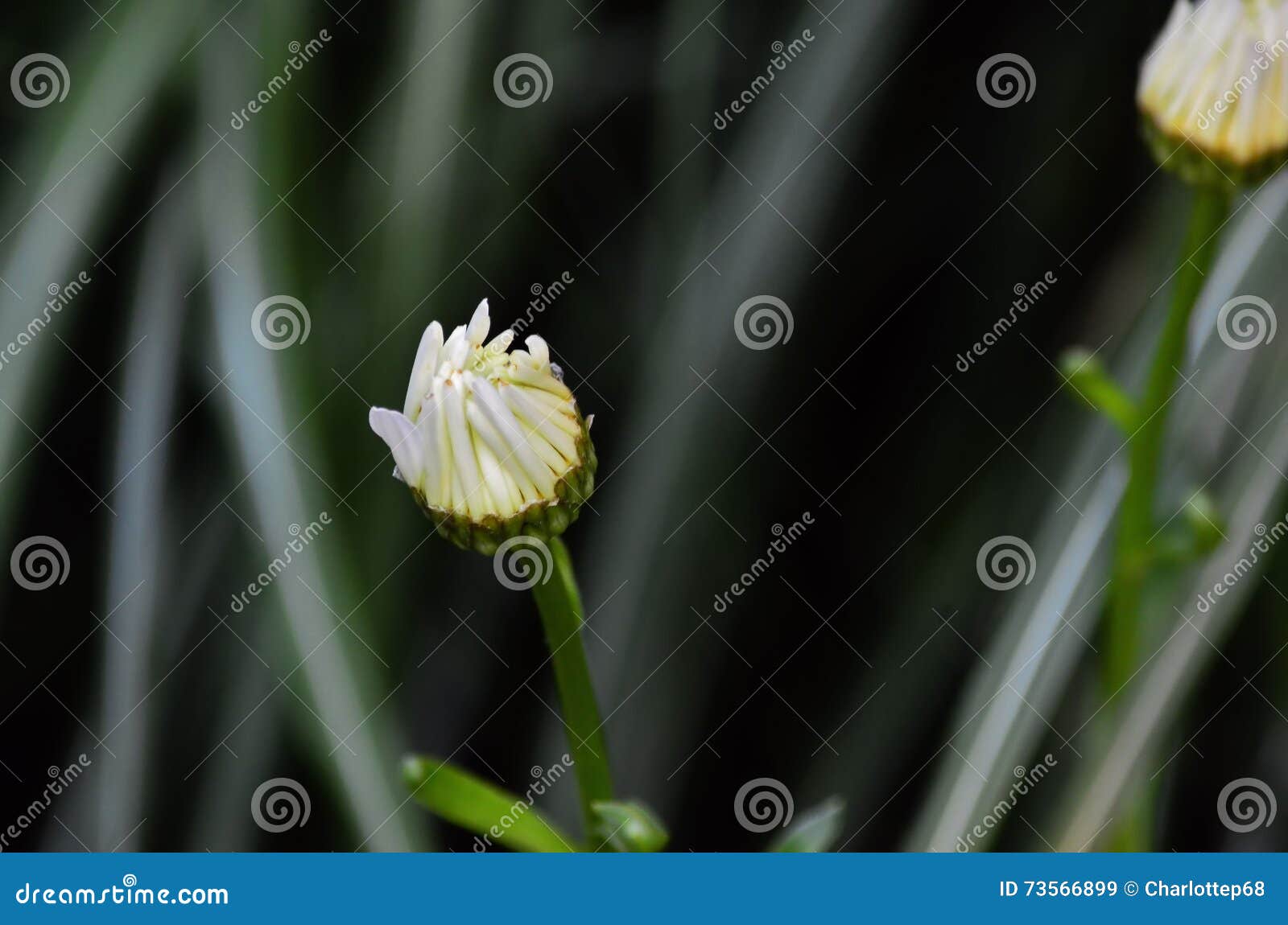 Unopened daisy stock image. Image of petals, love, loves - 73566899
