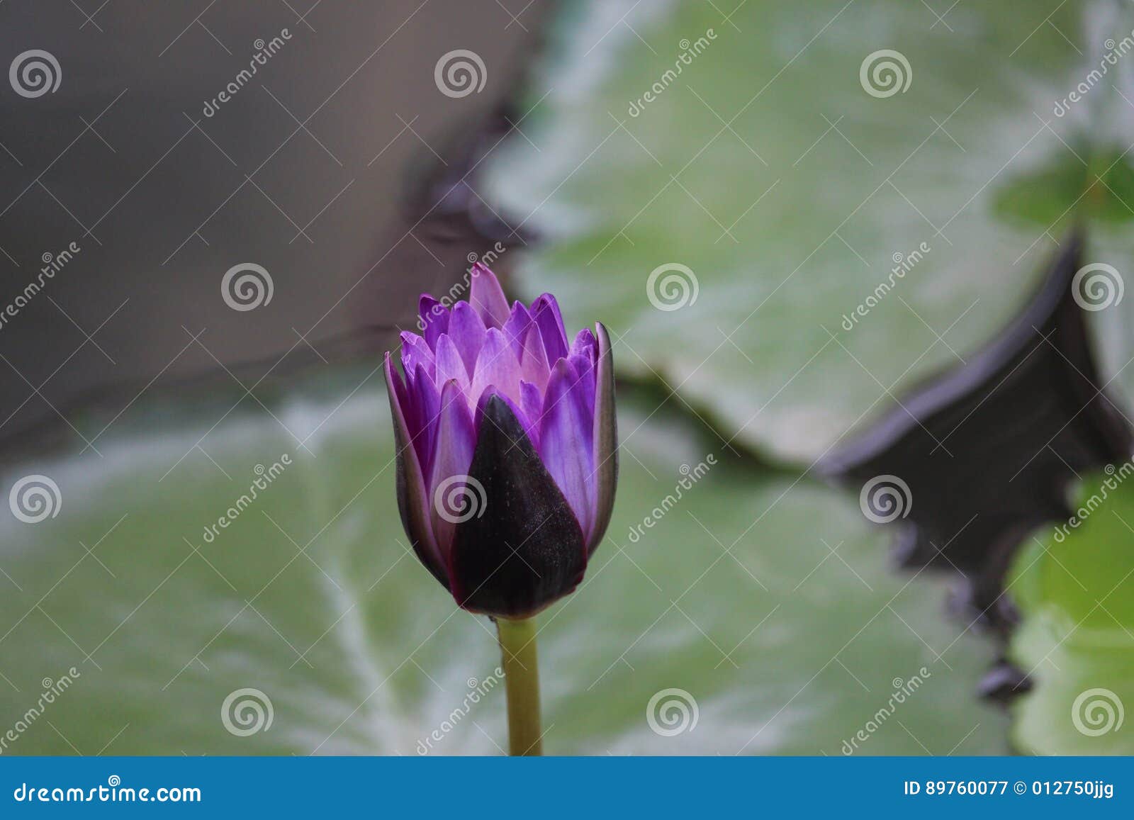 Unopened Deep Blue Water Lily Stock Image - Image of tropical, water ...