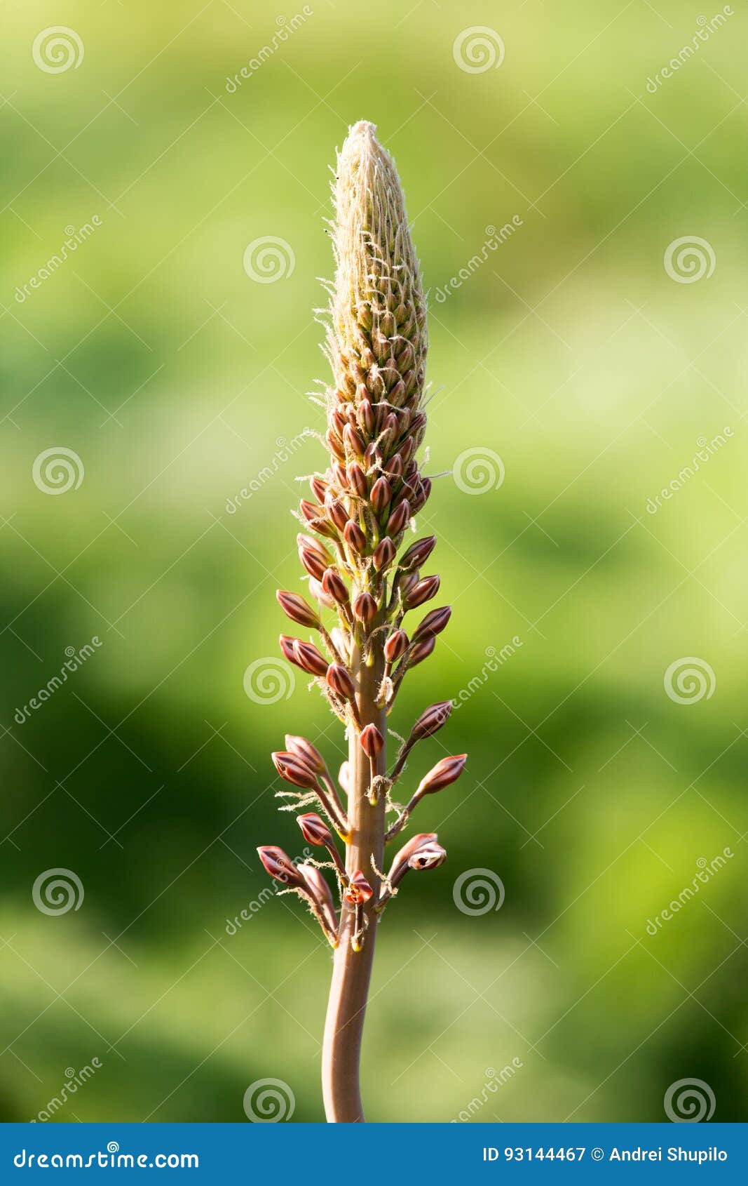 Unopened Flower Bud in Nature Stock Image - Image of color, beauty ...
