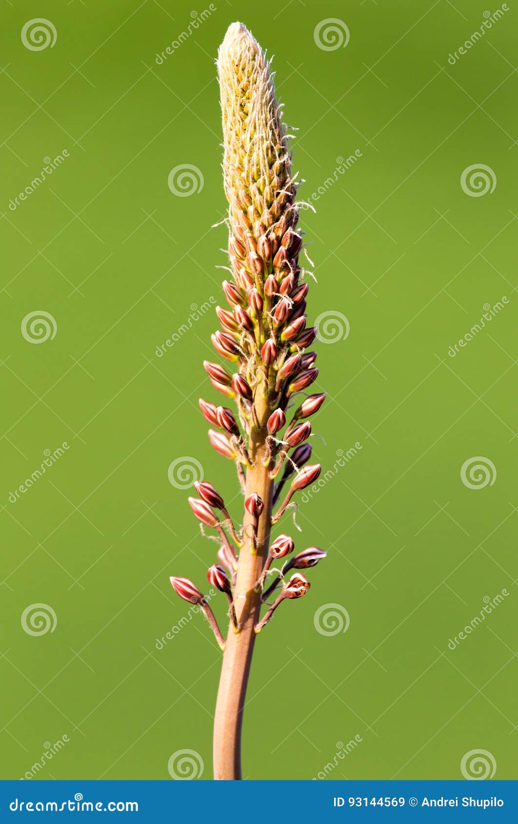 Unopened Flower Bud in Nature Stock Image - Image of plant, season ...
