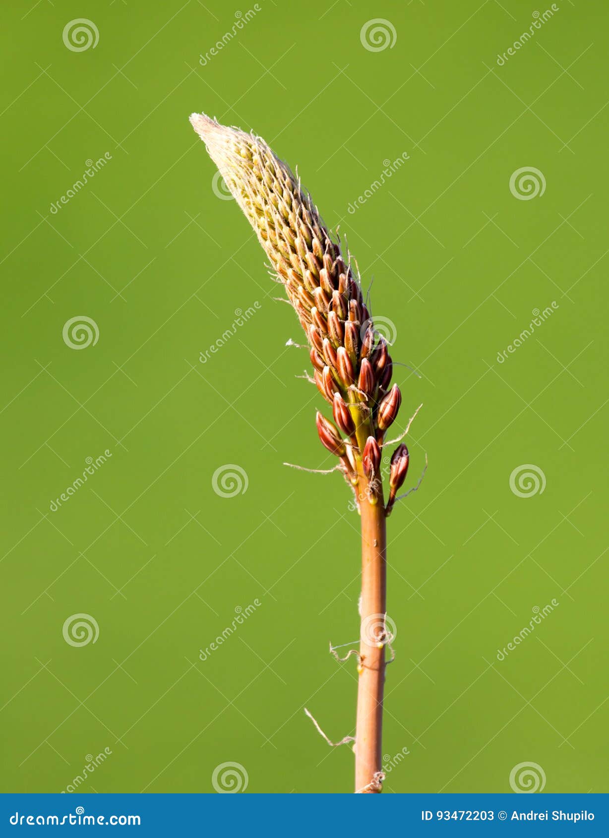 Unopened Flower Bud in Nature Stock Image - Image of spring, closeup ...