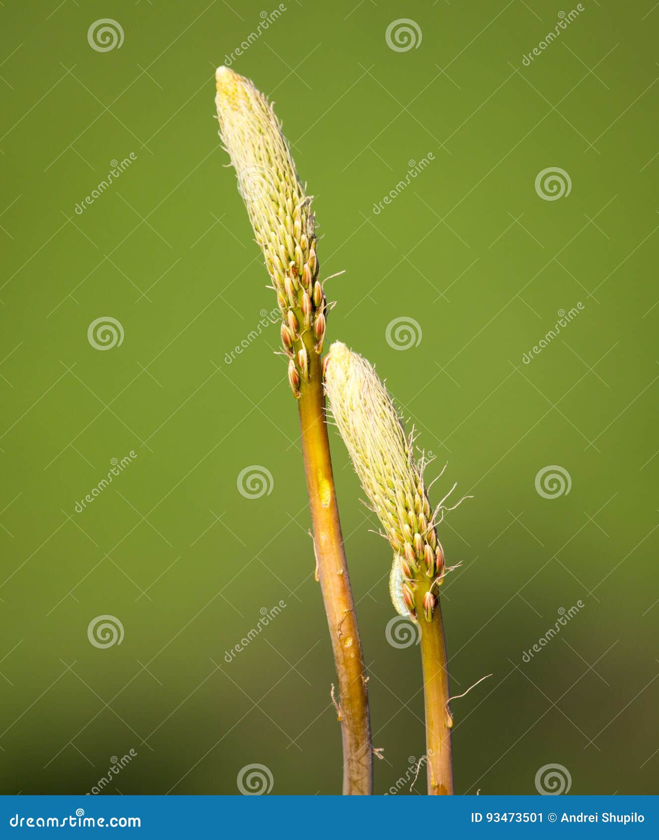 Unopened Flower Bud in Nature Stock Image - Image of leaf, buds: 93473501