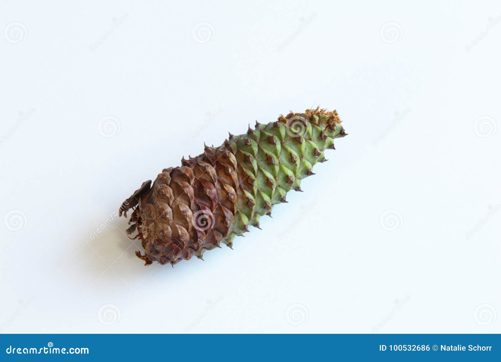 Unopened Pine Cone with Slight Tip Damage from Squirrels Stock Photo ...